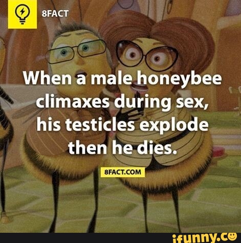 SFACT When a male honeybee climaxes during sex, his testicles explode ...