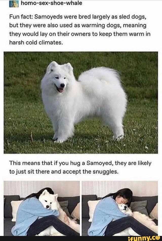 Fun fact: Samoyeds were bred largely as sled dogs, but they were also ...