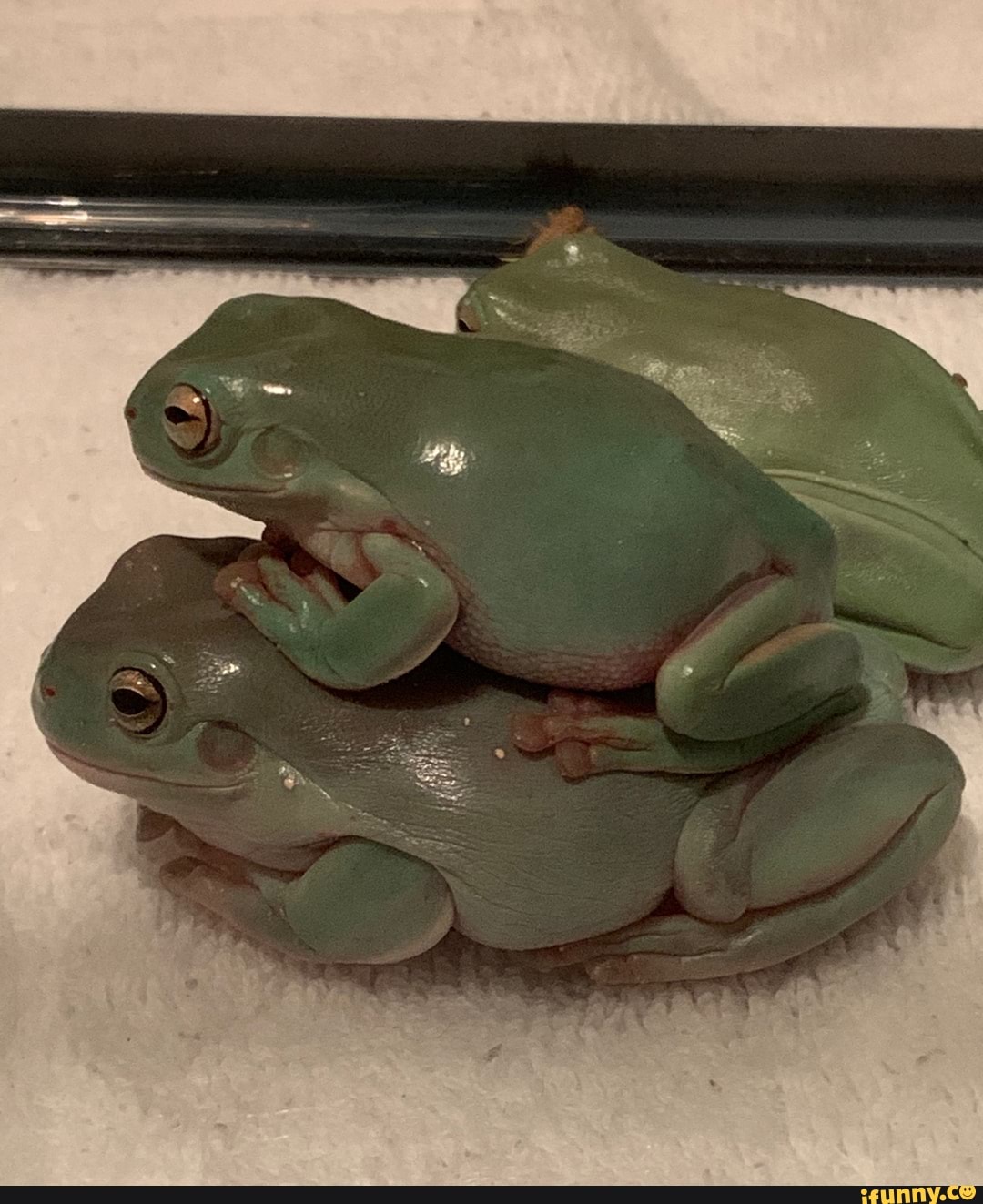 Anphibian memes. Best Collection of funny Anphibian pictures on iFunny