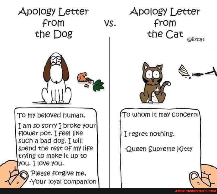 Apology Letter Apology Letter from vs. from the Dog the Cat @iizcat To ...