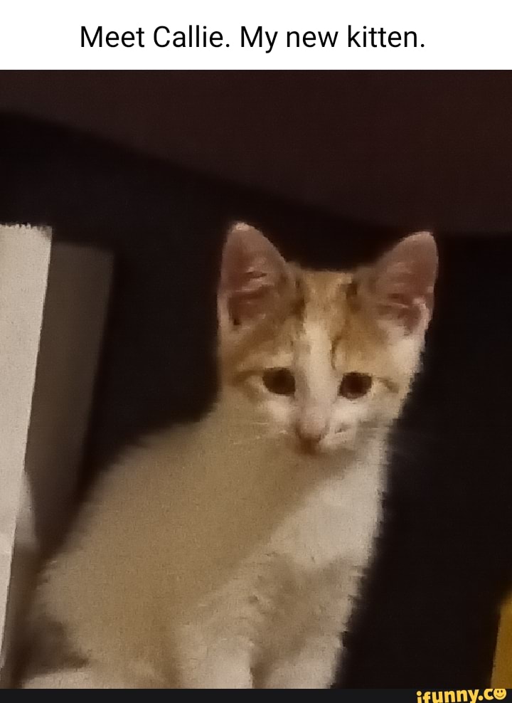 Callie memes. Best Collection of funny Callie pictures on iFunny