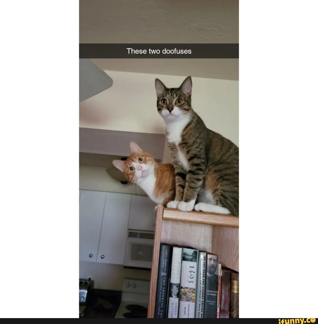 Doofuses memes. Best Collection of funny Doofuses pictures on iFunny