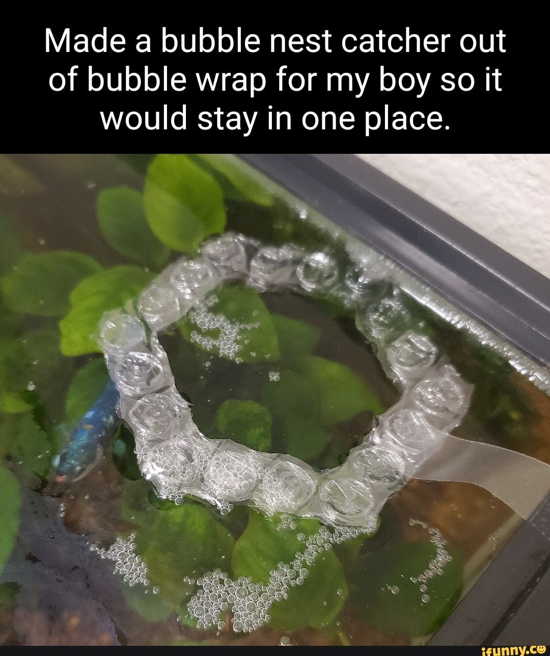 Fishkeeping memes. Best Collection of funny Fishkeeping pictures on iFunny