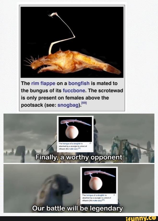 The rim flappe on a bongfish is mated to the bungus of its fuccbone ...