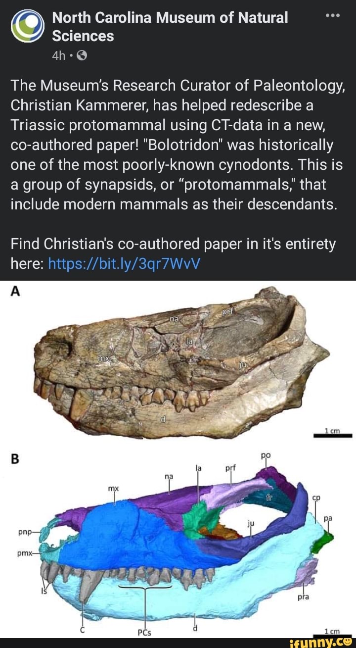 Protomammal memes. Best Collection of funny Protomammal pictures on iFunny