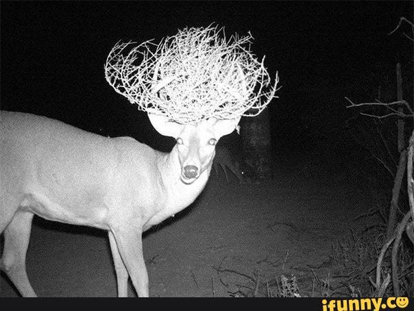 Cursed_deer memes. Best Collection of funny Cursed_deer pictures on iFunny