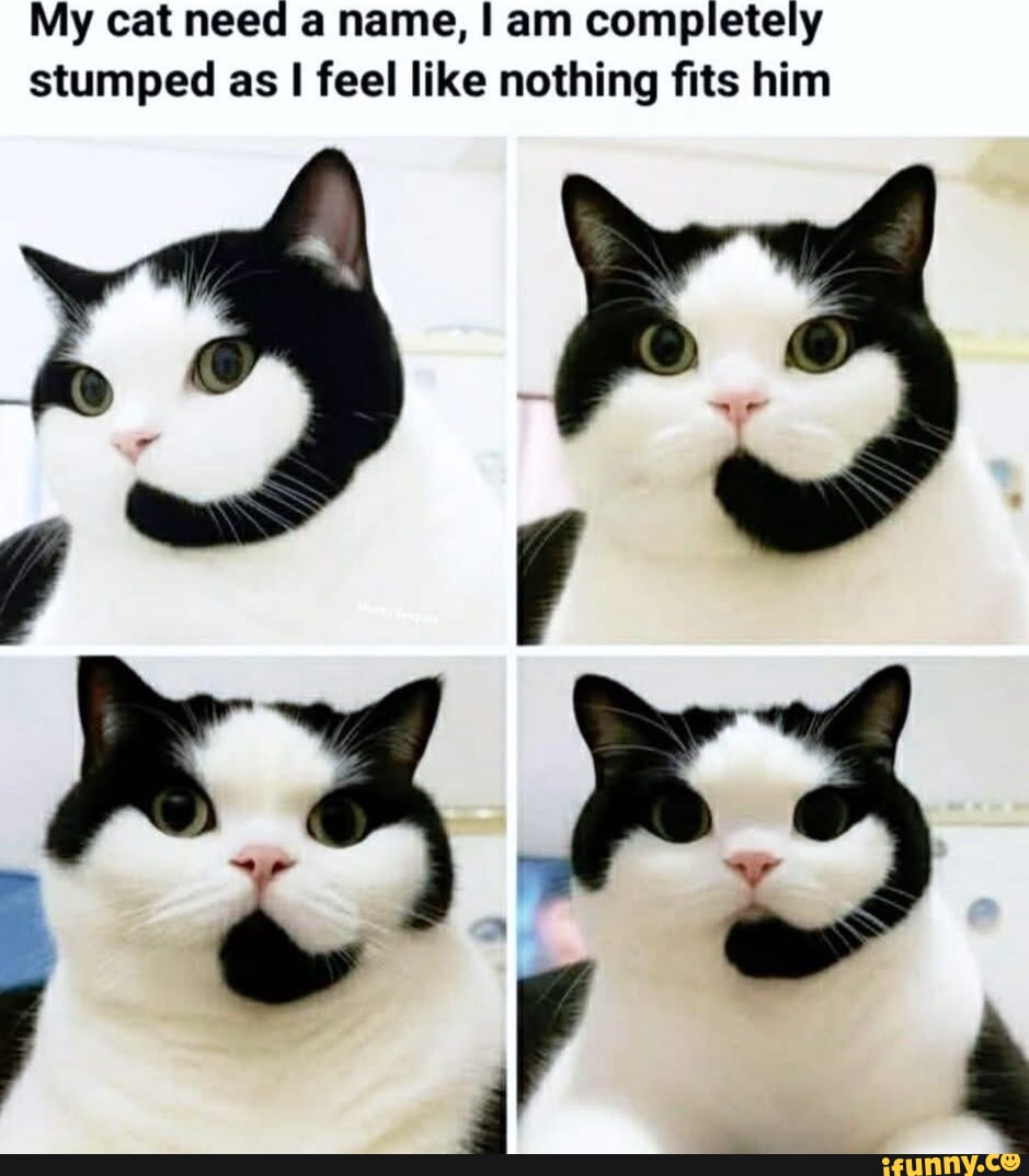 My cat need a name, I am completely stumped as I feel like nothing fits ...