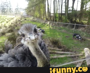 Rhea memes. Best Collection of funny Rhea pictures on iFunny