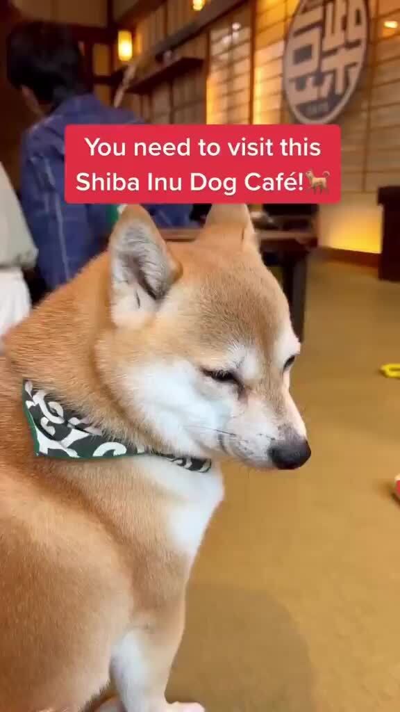 You need to visit this Shiba Inu Dog Cafe) - )