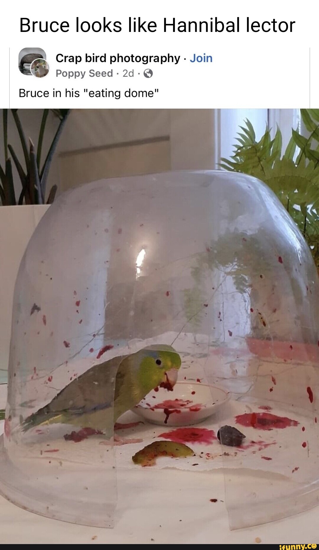 Bruce looks like Hannibal lector Crap bird photography - Join Poppy ...