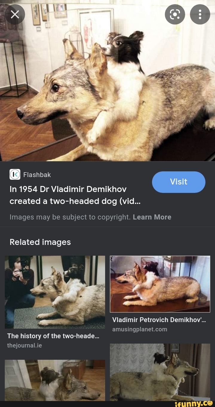 Real Two Headed Dog