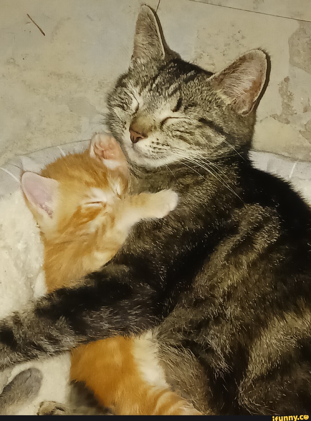 Ginger_cat memes. Best Collection of funny Ginger_cat pictures on iFunny