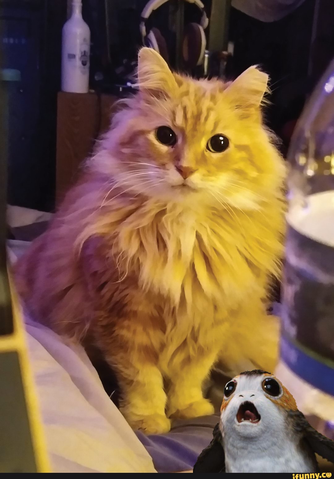 Porg memes. Best Collection of funny Porg pictures on iFunny