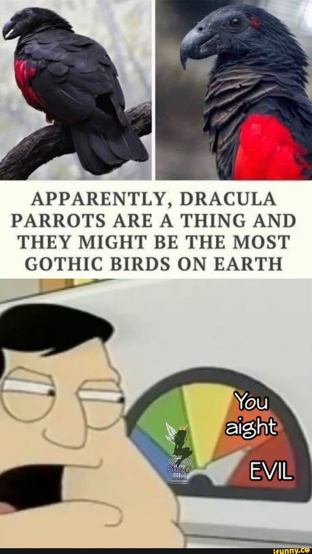 APPARENTLY, DRACULA PARROTS ARE A THING AND THEY MIGHT BE THE MOST ...