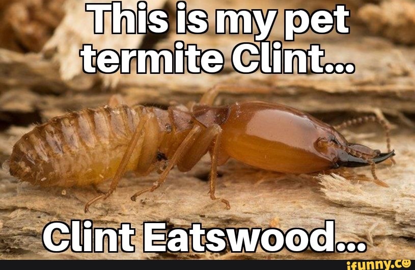 This is my pet termite Clint... Clint Eatswood... - iFunny