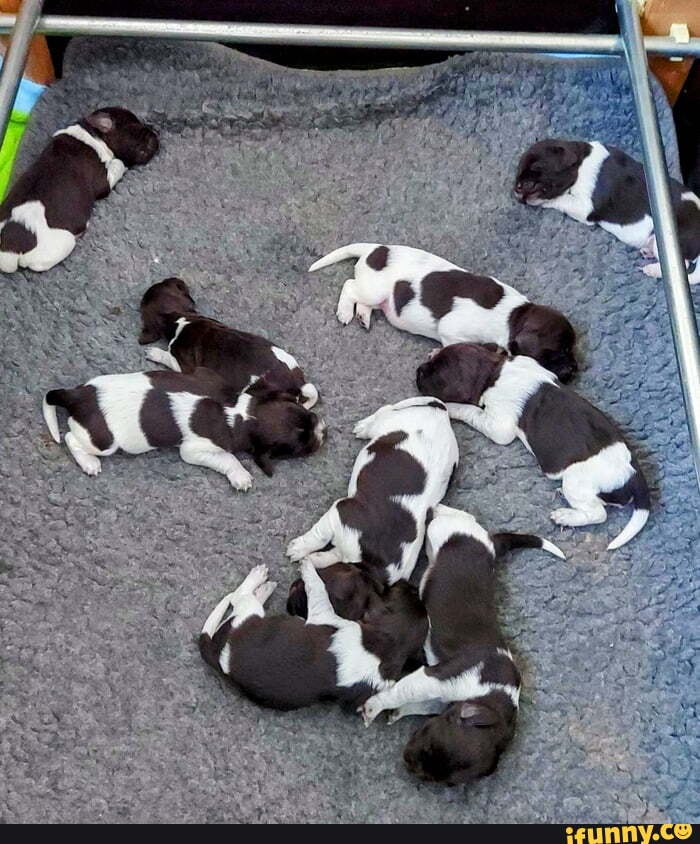 English_springer_spaniel memes. Best Collection of funny English ...