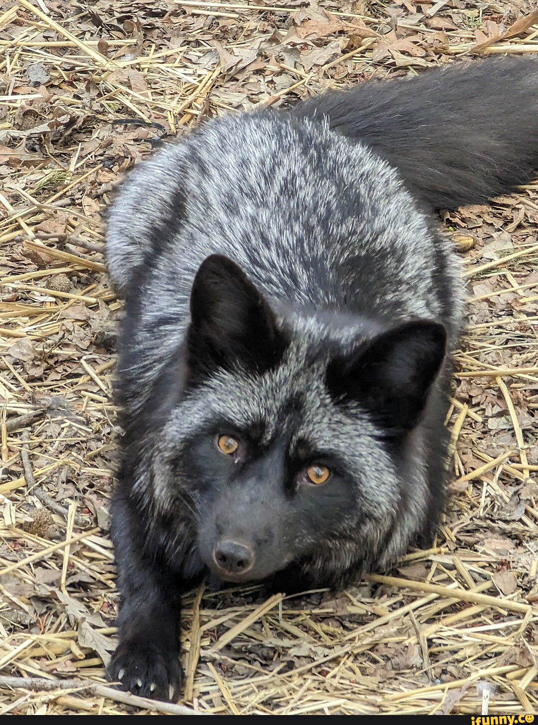 Tfm_cerberus memes. Best Collection of funny Tfm_cerberus pictures on ...