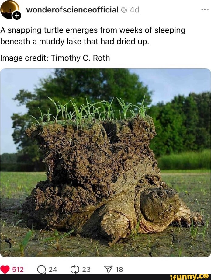 A snapping turtle emerges from weeks of sleeping beneath a muddy lake ...