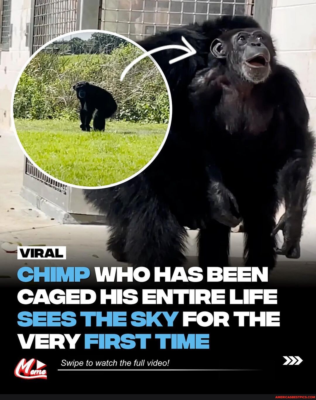 A 28-year-old chimpanzee, who was caged her entire life, saw the open ...