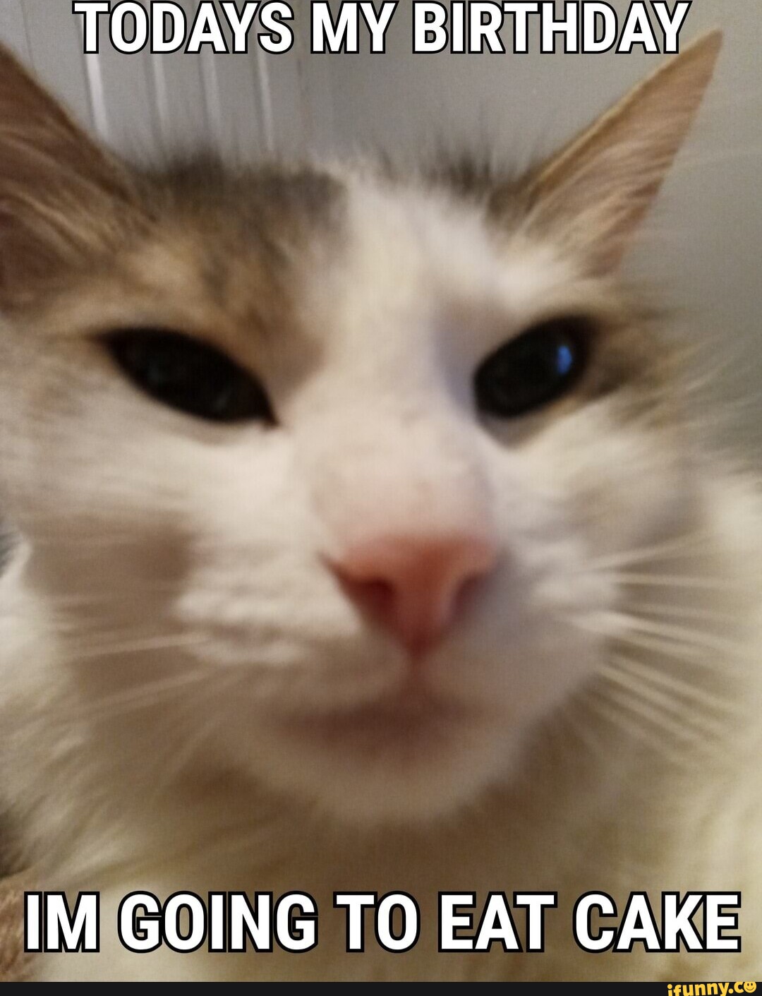 TODAYS MY BIRTHDAY IM GOING TO EAT CAKE - iFunny