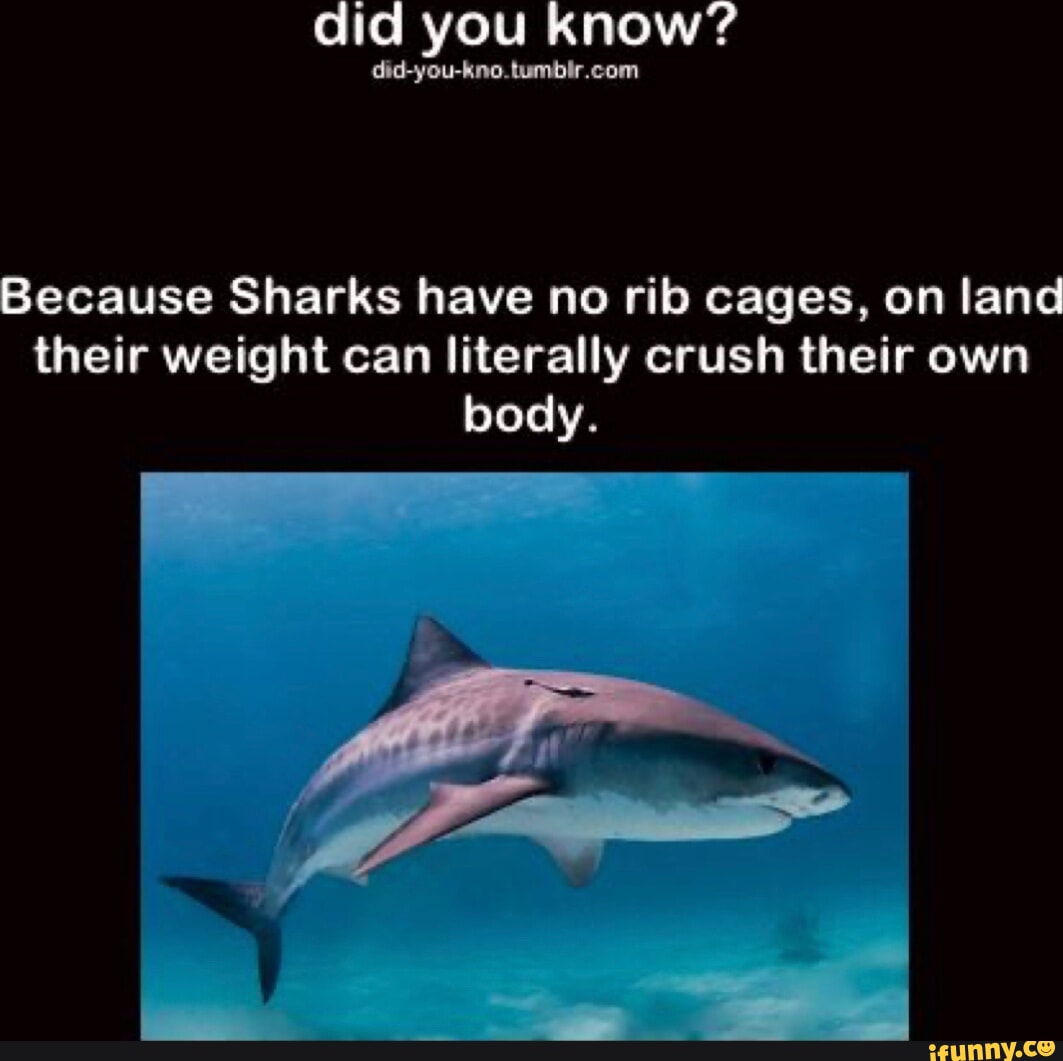 Did you know? Because Sharks have no rib cages, on land their weight ...