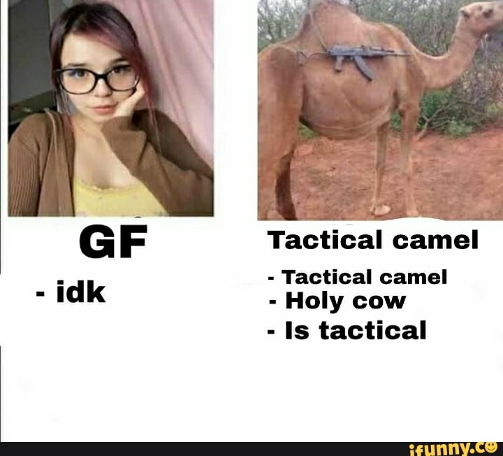 Tactical camel Tactical camel - idk - Holy cow - Is tactical - iFunny ...