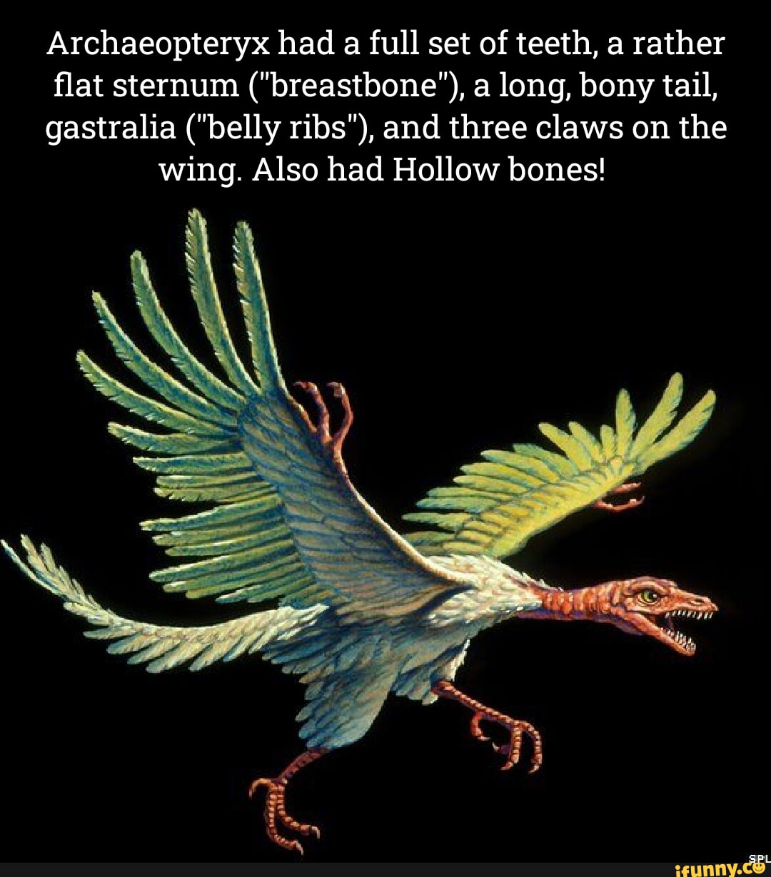 Archaeopteryx had a full set of teeth, a rather flat sternum ...
