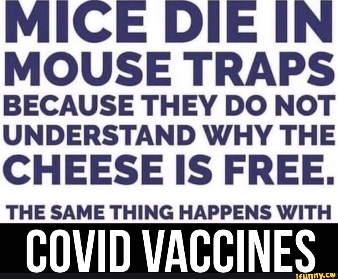 MICE DIE IN MOUSE TRAPS BECAUSE THEY DO NOT UNDERSTAND WHY THE CHEESE ...