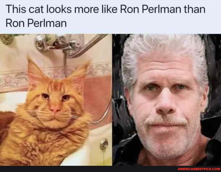 This cat looks more like Ron Perlman than Ron Perlman - America’s best ...
