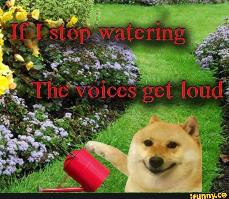 Shibe memes. Best Collection of funny Shibe pictures on iFunny