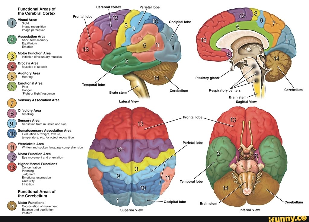 Cerebral cortex Parietal lobe Functional Areas of the Cerebral Cortex ...