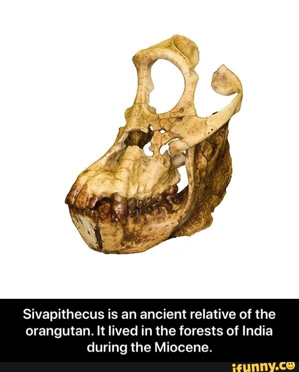 Sivapithecus is an ancient relative of the orangutan. It lived in the ...
