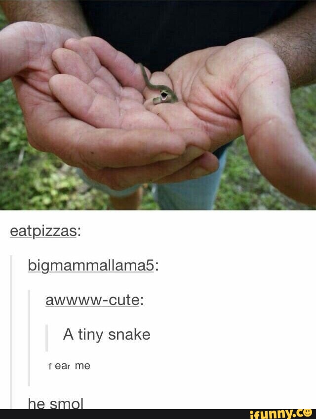 Smol memes. Best Collection of funny Smol pictures on iFunny