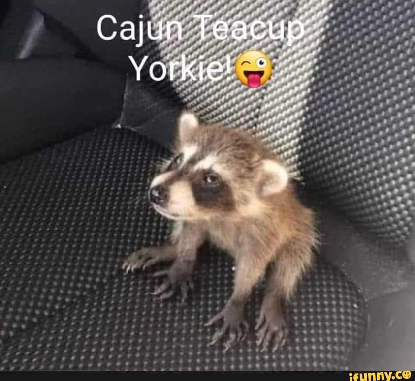 Cajun memes. Best Collection of funny Cajun pictures on iFunny
