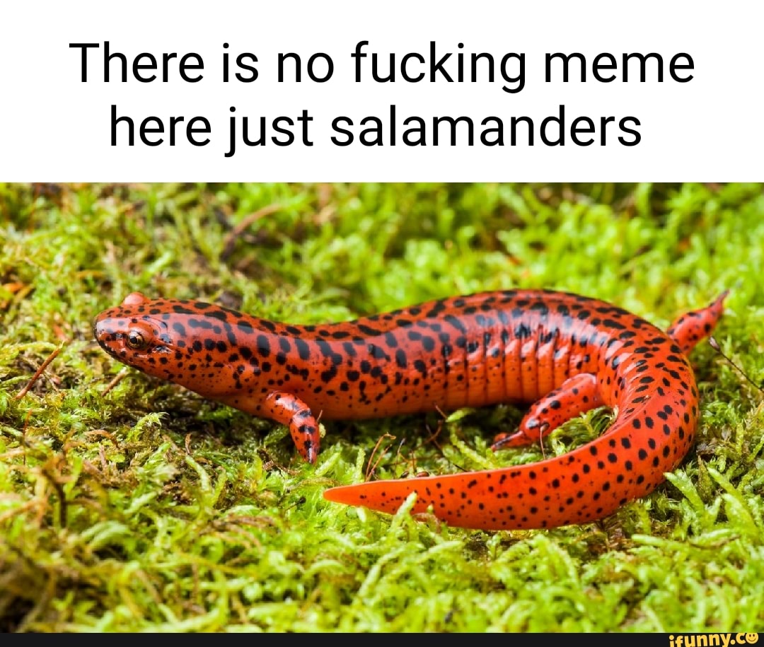 There is no fucking meme here just salamanders - iFunny