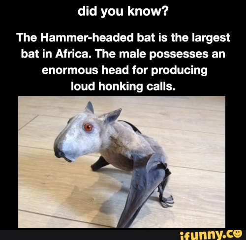 Did you know? The Hammer-headed bat is the largest bat in Africa. The ...