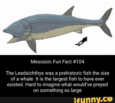 Leedsichthys Comparison
