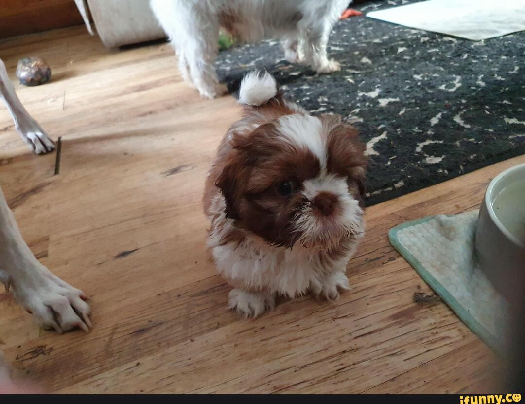 Animal_rescue memes. Best Collection of funny Animal_rescue pictures on ...