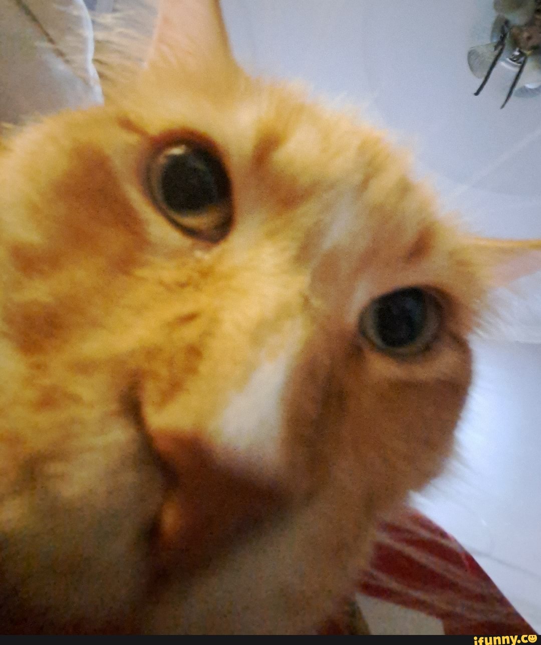 Gloopy memes. Best Collection of funny Gloopy pictures on iFunny