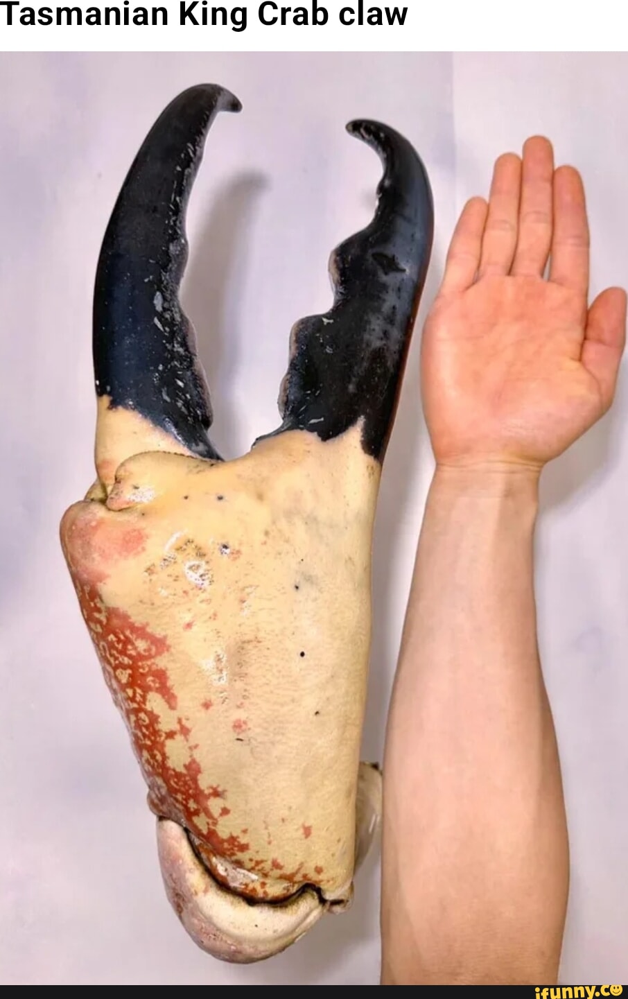 Tasmanian King Crab claw - iFunny