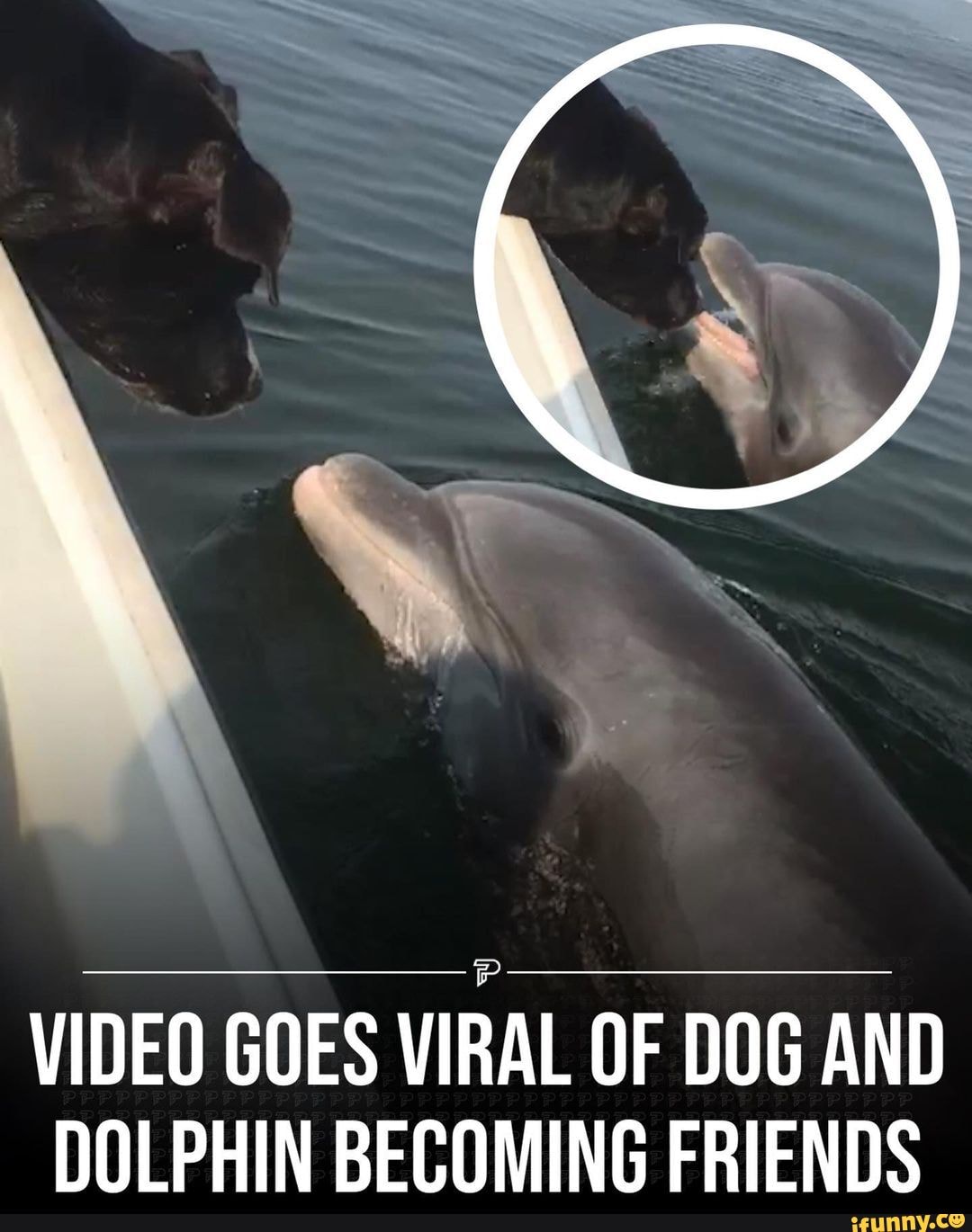 VIDEO GOES VIRAL OF DOG AND DOLPHIN BECOMING FRIENDS - iFunny