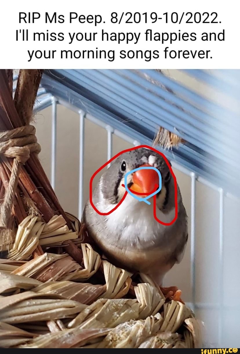 RIP Ms Peep. I'll miss your happy flappies and your morning songs ...