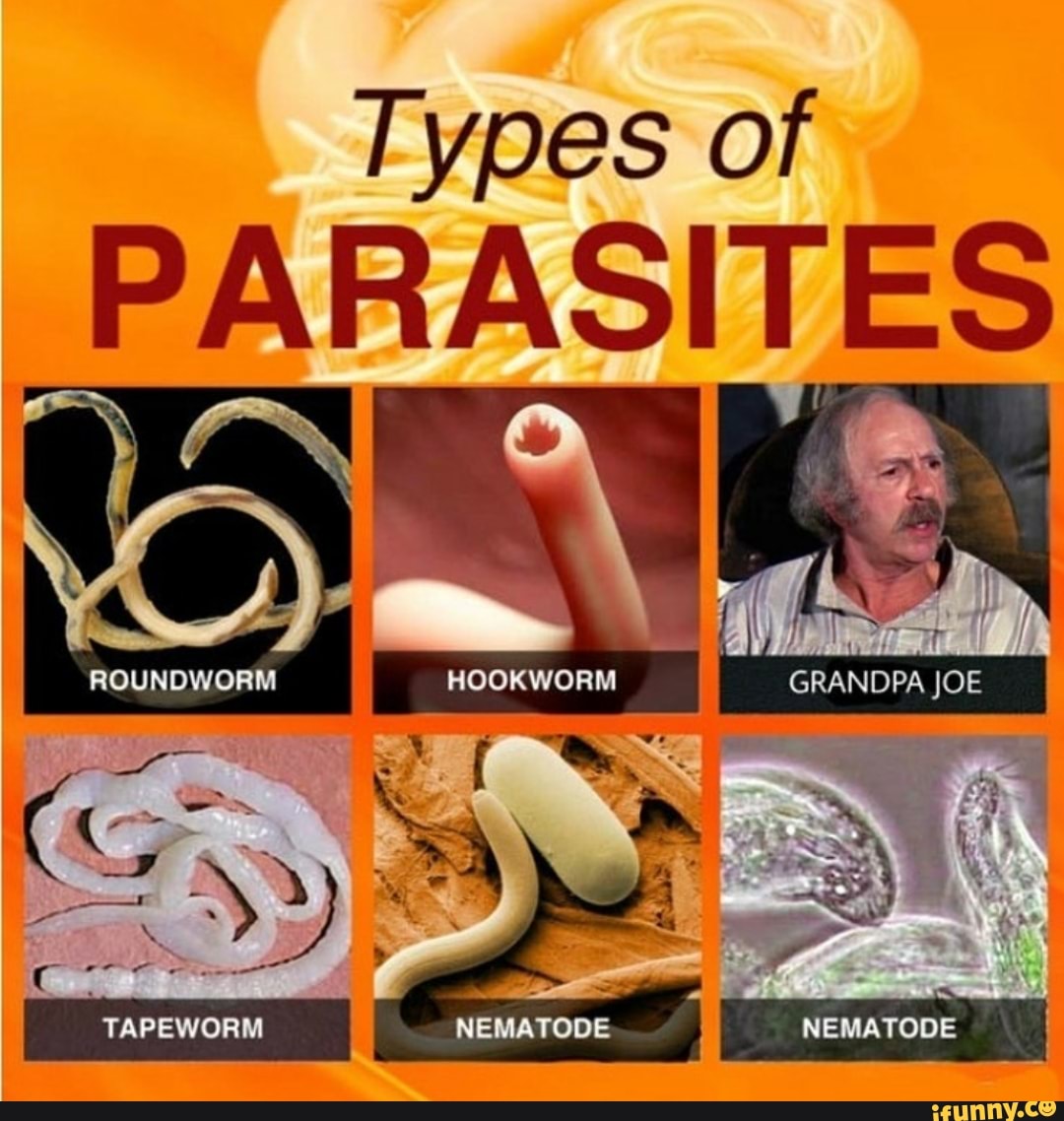 Nematode memes. Best Collection of funny Nematode pictures on iFunny