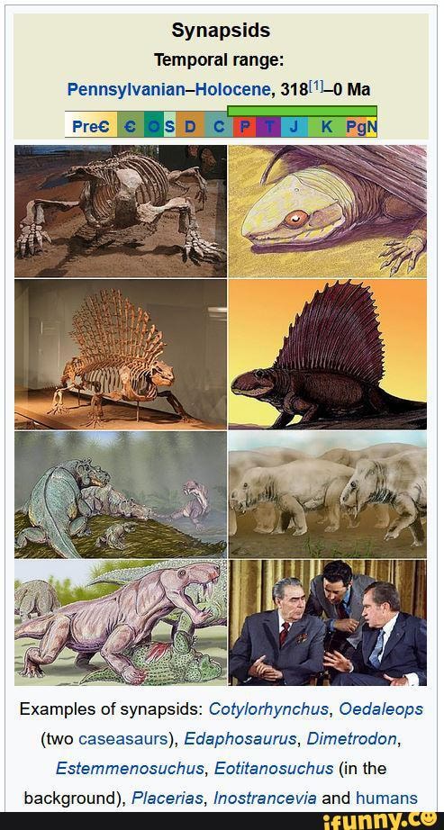 Cotylorhynchus memes. Best Collection of funny Cotylorhynchus pictures ...
