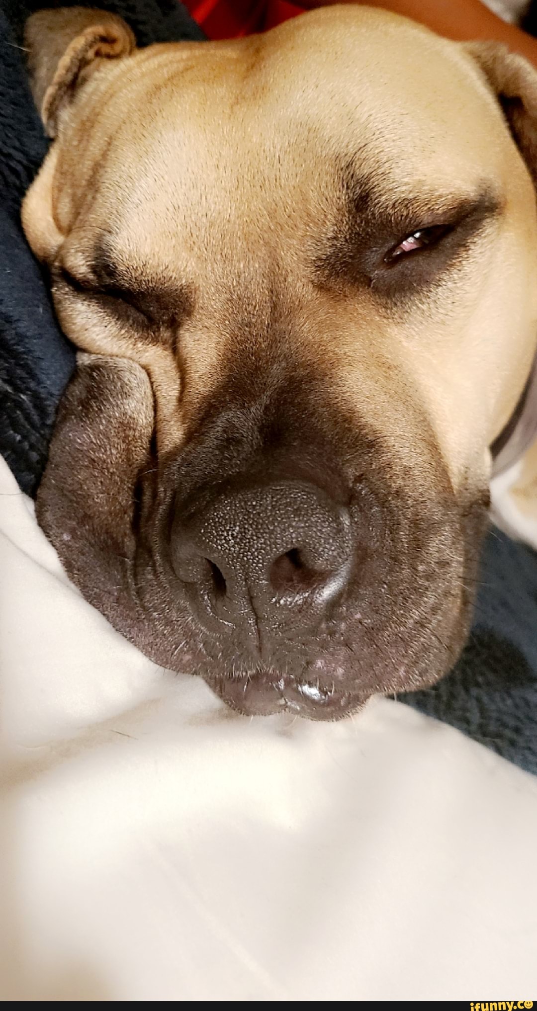 Staffy memes. Best Collection of funny Staffy pictures on iFunny