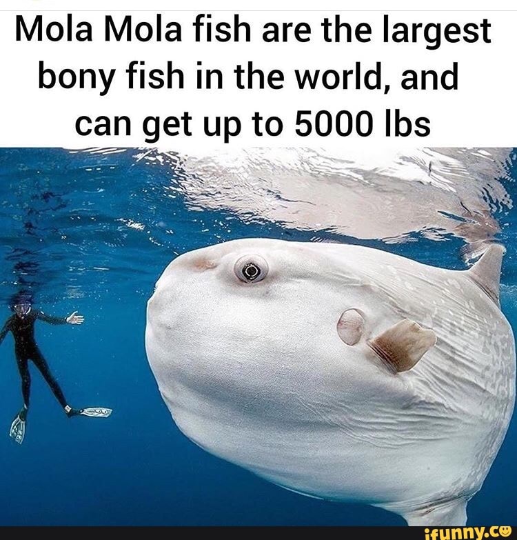 Mola Mola fish are the largest bony fish in the world, and can get up ...