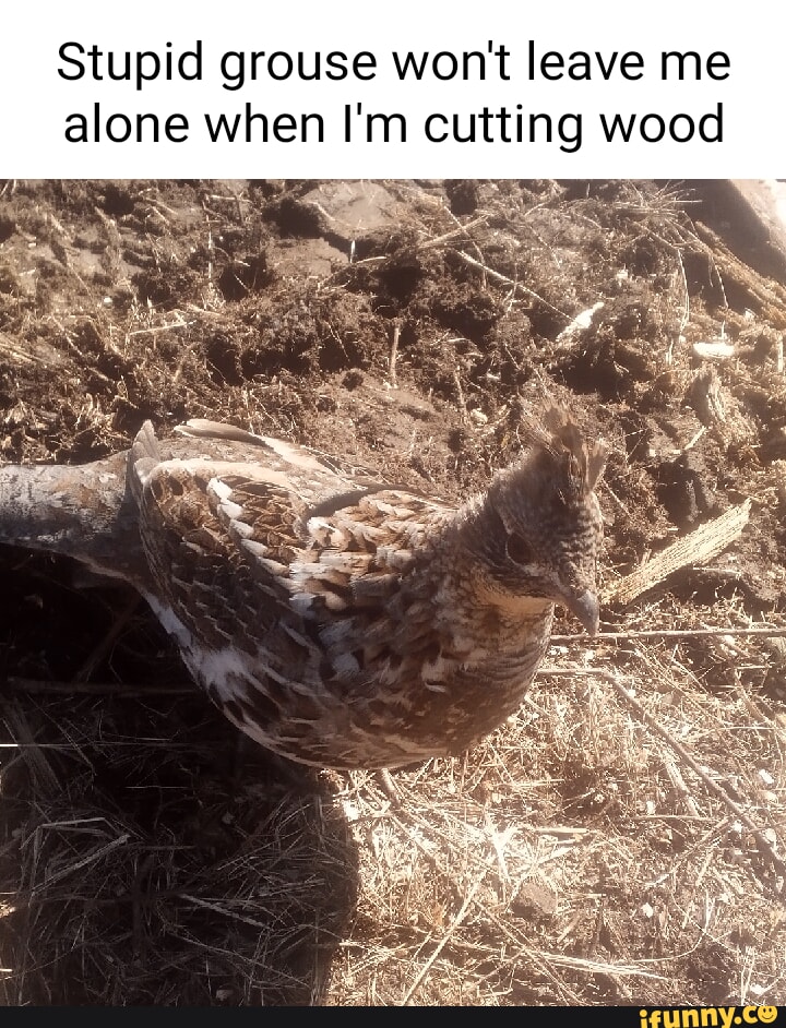 Grouse memes. Best Collection of funny Grouse pictures on iFunny