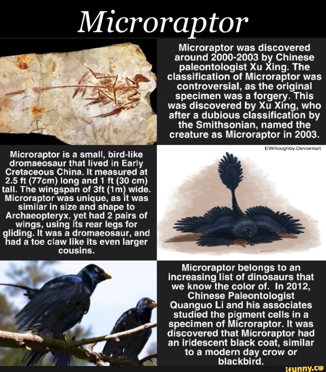 Microraptor Color