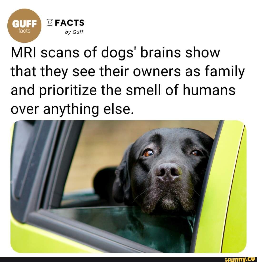 FACTS by Guff MRI scans of dogs' brains show that they see their owners ...