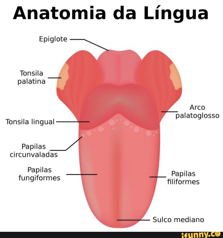 Anatomia da Língua Epiglote Tonsila palatina Arco ila li palatoglosso ...
